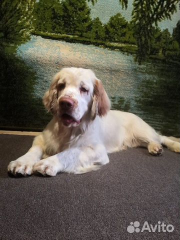 Подросток кламбер спаниеля