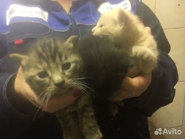 Котёнок рыжий, чёрный и полосатый