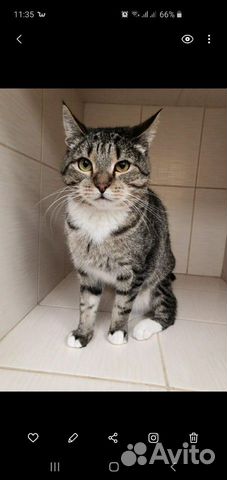 Ищет дом котик Такс