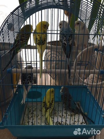 Волнистые Попугаи