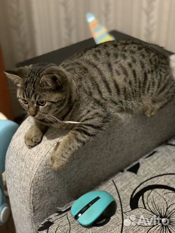 Кошечка смесь шотландский породы