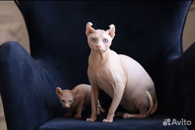 Белый голубоглазый эльф