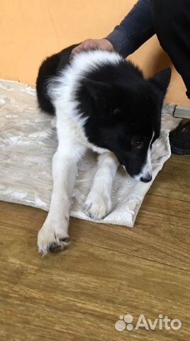 Лайка в добрые руки