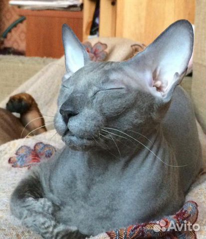 Кошка 5 лет Сфинкс