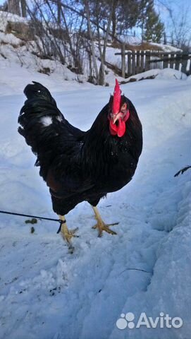 Петухи Барневельдер