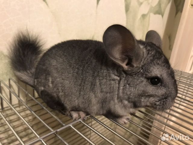 Шиншилла, девочка