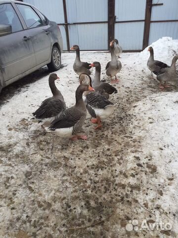 Большой серый гусь