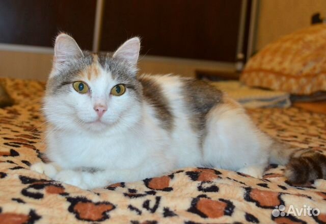 Киса ищет дом