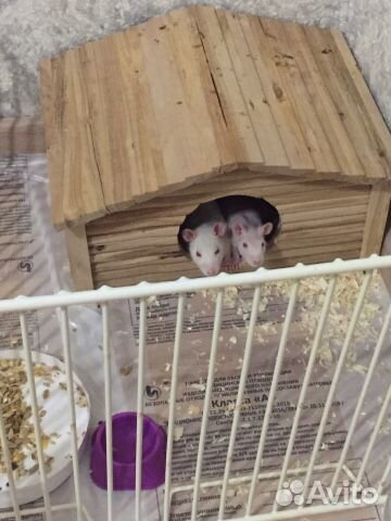 Кастрюля и Пирог ищут новый дом