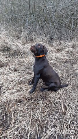 Дратхаар для вязки