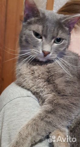 Котик Васёк