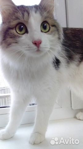Необыкновенный красивый котик