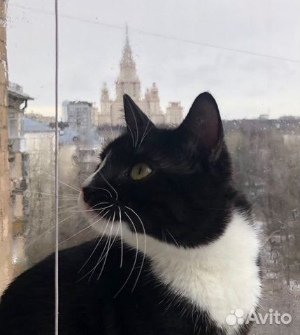 Кот смокинг для вязки