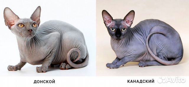 Кошка Сфинкс