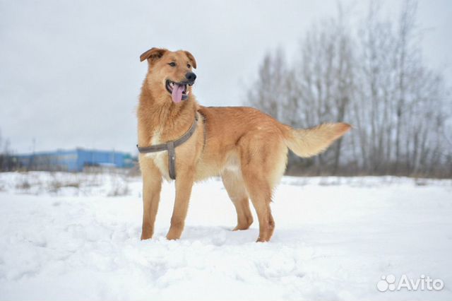 Рыжая собака (щенок ) в добрые руки