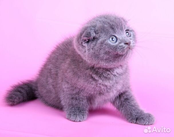 Вислоухие котята