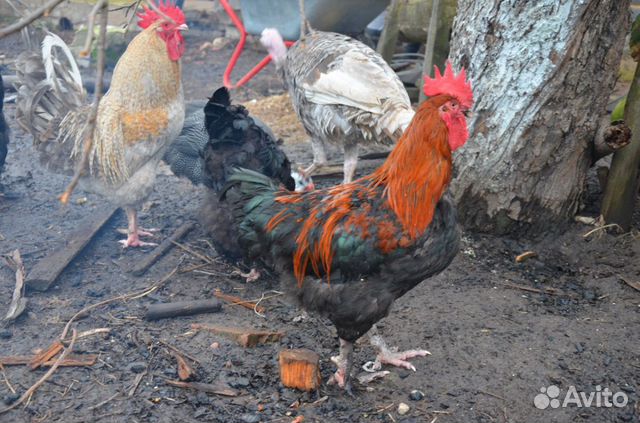 Молодые петушки, породы: Брама, Маран, Кохинхин