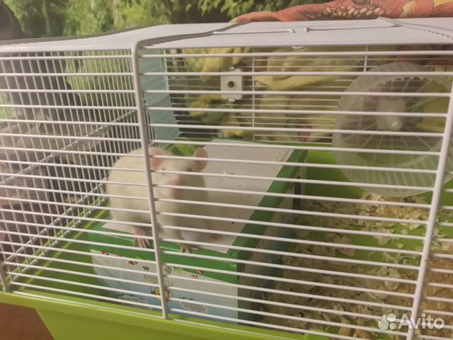 Отдадим в хорошие уроки двух небольших декоративны