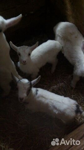 Козлята зааненские