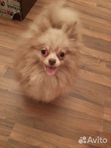 Взрослая девочка цвергшпица