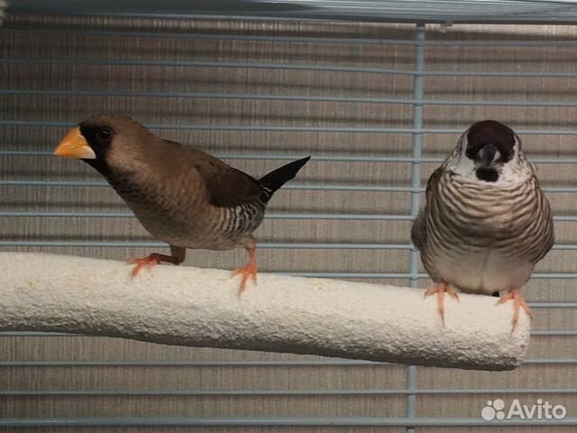 Рисовые и японские амадины