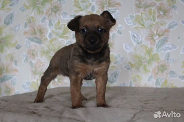 Ищет дом щенок не крупной собачки Тимоша