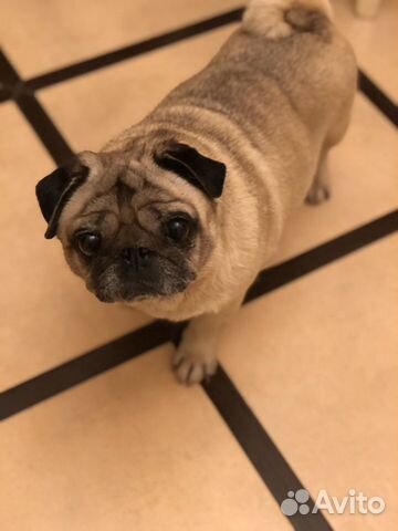 Найден мопс