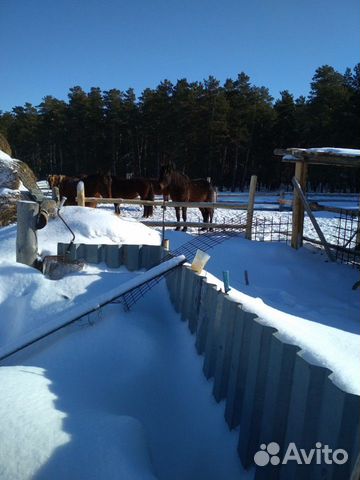 Жеребцы 2года и 1.5 года продам