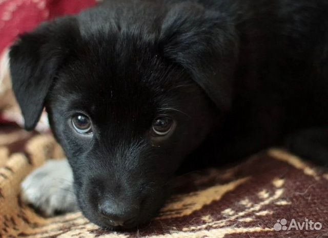 Щеночки метисы охотничих