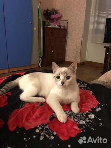 Кошечка Снежка