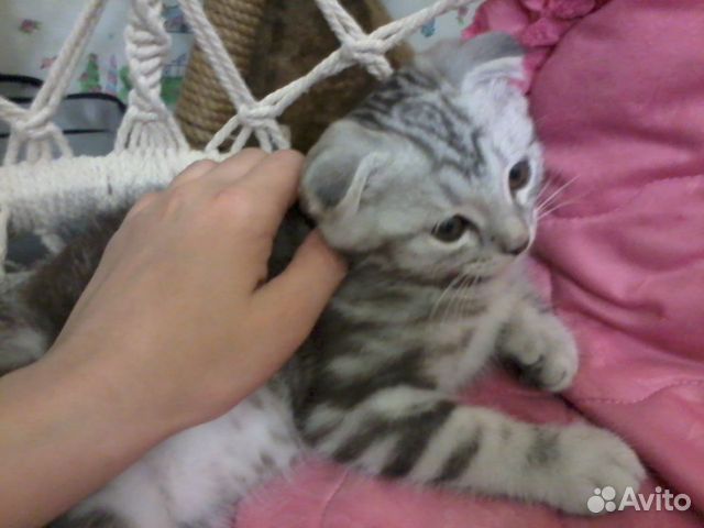 Котята шотландцы