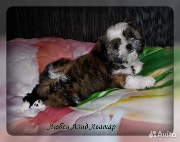 Ши-тцу мальчишка рыжуля