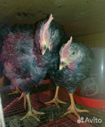 Куры несушки доминанты