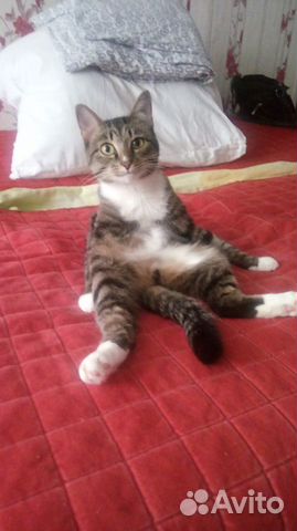 Котейки ищут новых добрых хозяев