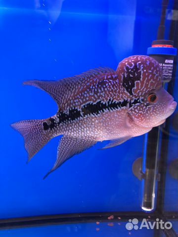 Флауэр хорн