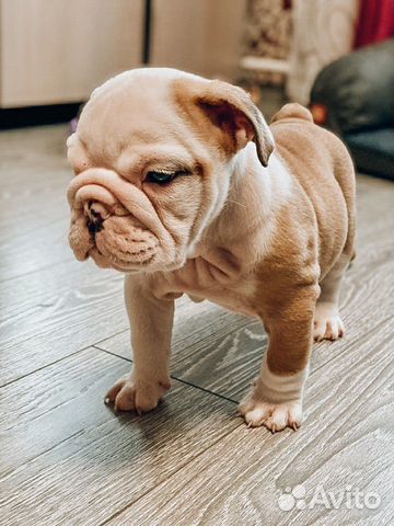 Щенок английский бульдог