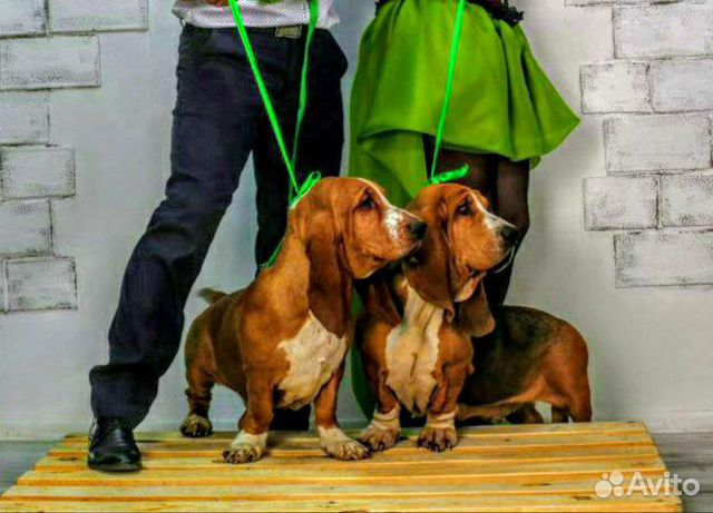 Бассет хаунд щенки