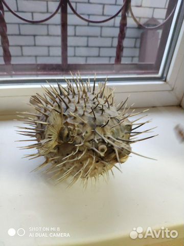 Сухой морской ерш