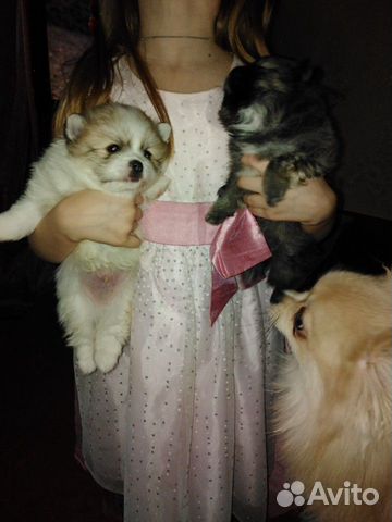 Шпицы щенки мишки