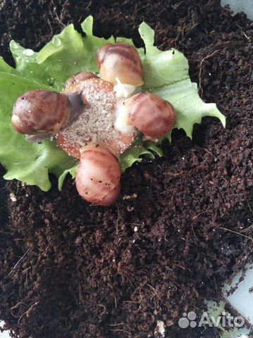 Archachatina marginata suturalis