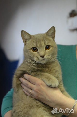 Британская кошка