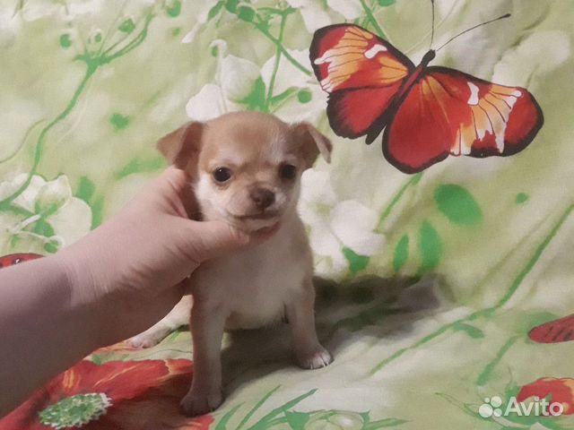 Красивые детки чихуа