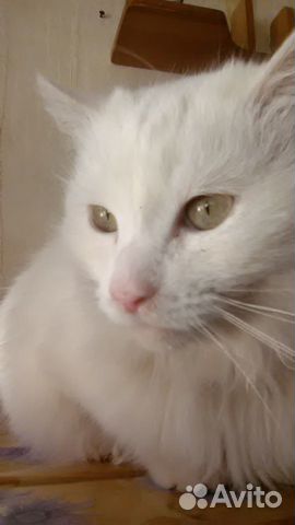 Отдам в добрые руки красивую пушистую кошечку