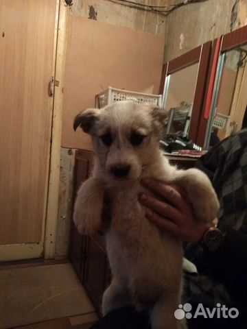 Щенок дворянин