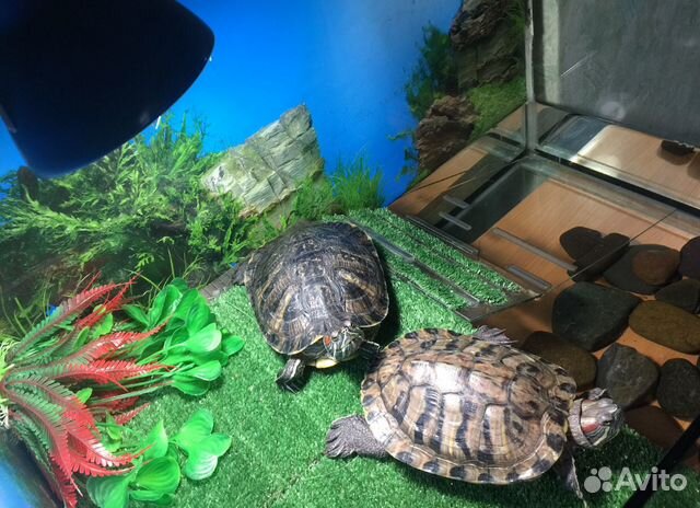Продаём 2 Красноухие черепахи