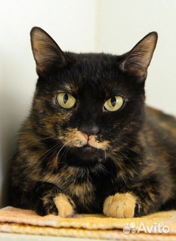 Кошка Шоколадка 2 года