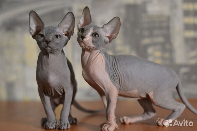 Две красотки