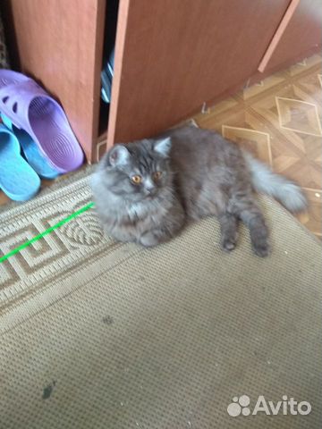 Кот смесь британца с персем