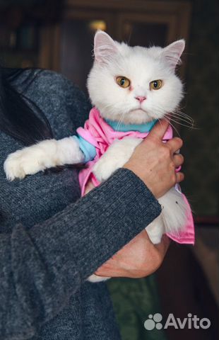 Кошечка в добрую семью