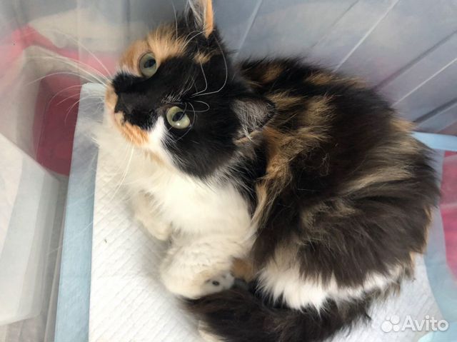 Трехцветная пушистая кошка 1 год ищет дом